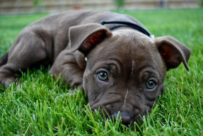 Boston Terrier Pitbull Mix: Must Know Tips For This Breed