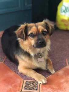 German Shepherd Pug (Shug) Mix: What to Expect - Dog Wish