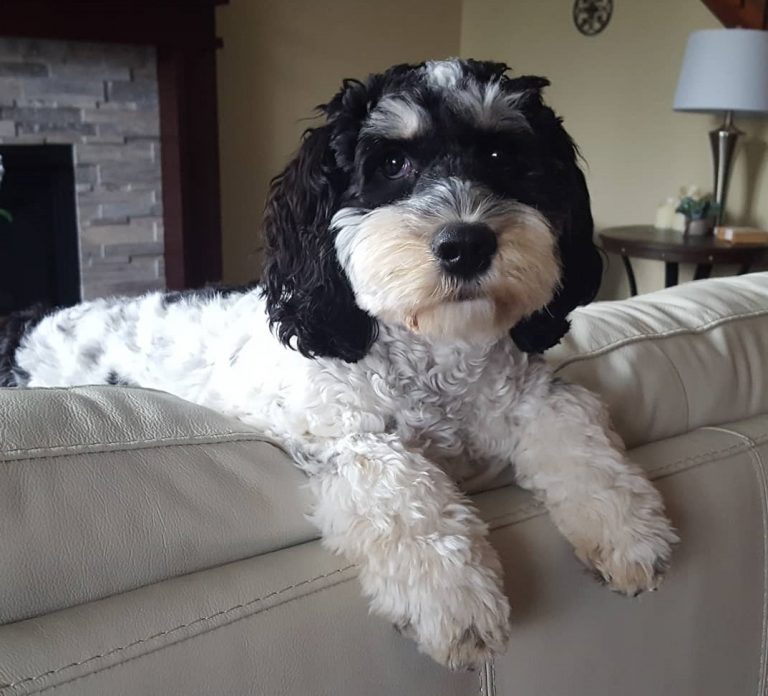 16 Majestic Cockapoo Coat Colors Explained (With Pictures)