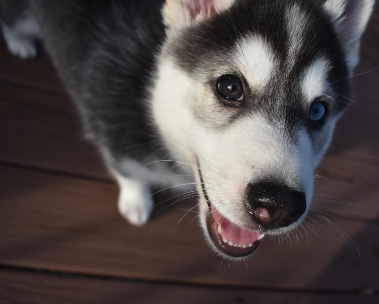 Miniature Husky Breed: Characteristics, Care & Photos