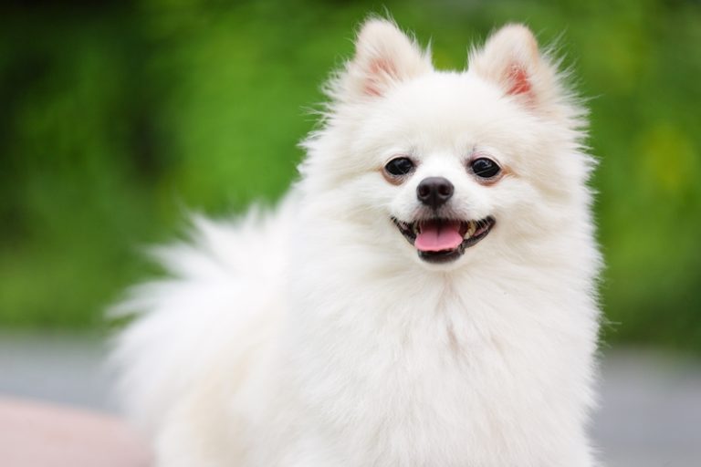 Everything You Need To Know About A White Pomeranian - Dog Wish