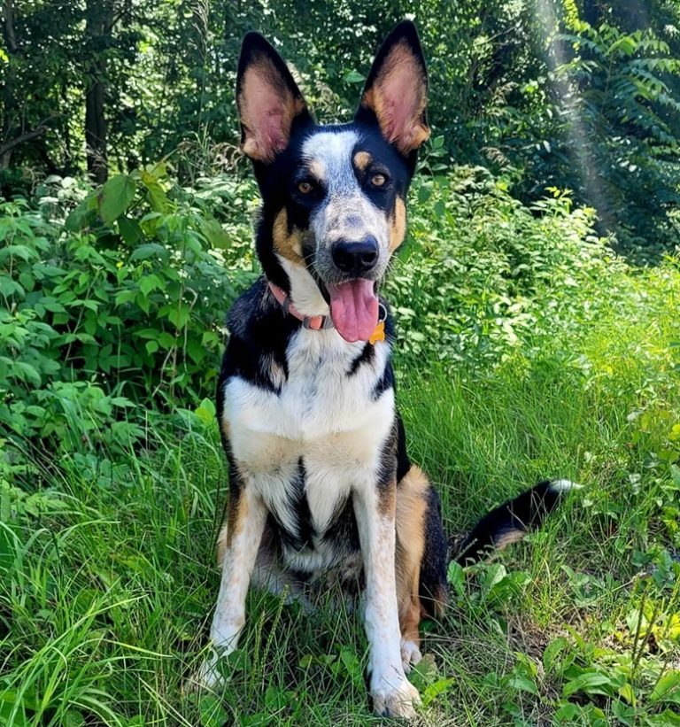 Top 12 Questions about the Panda German Shepherd Answered